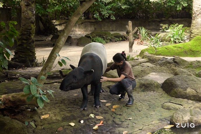 Zookeeper In Singapore