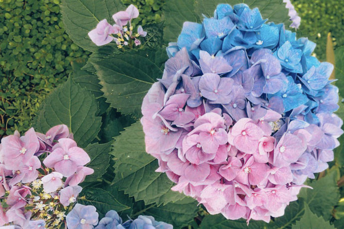 These Rare Three-Coloured Gradient Hydrangeas Are Super Pretty & Will ...