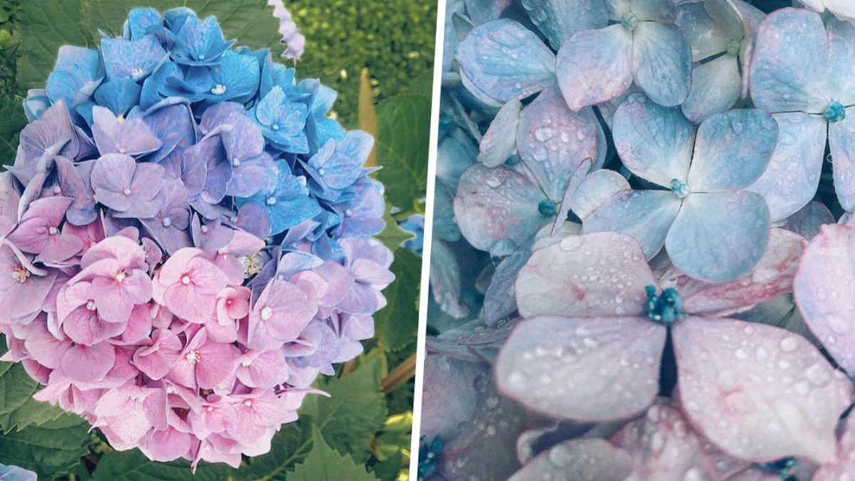 Pictures Of Hydronium Flowers | Best Flower Site