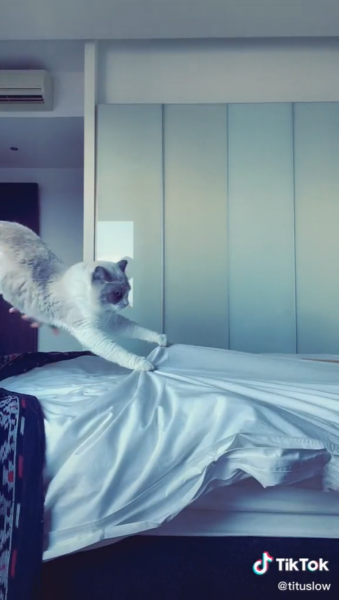 Titus Low Facts Like Singapore's Most Subscribed Male OnlyFans Creator