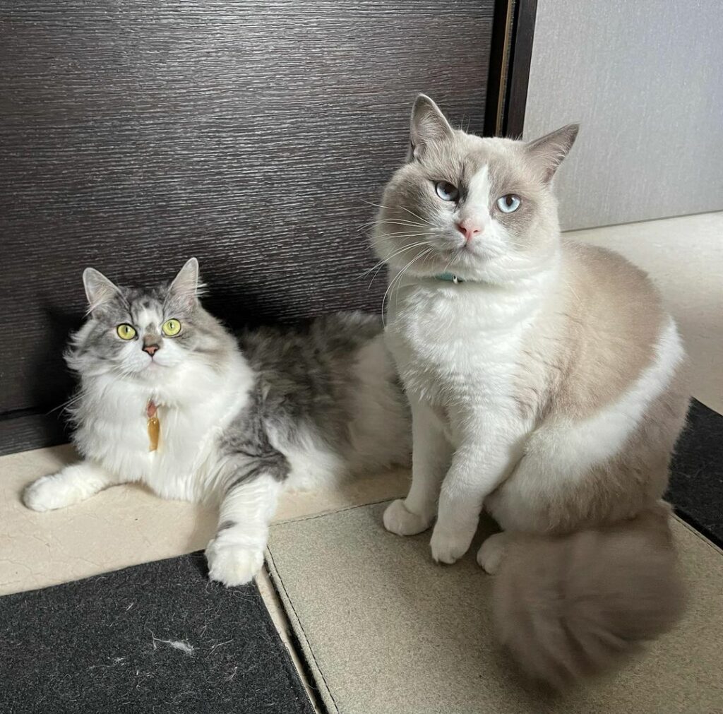 Titus Low Facts Like Singapore's Most Subscribed Male OnlyFans Creator